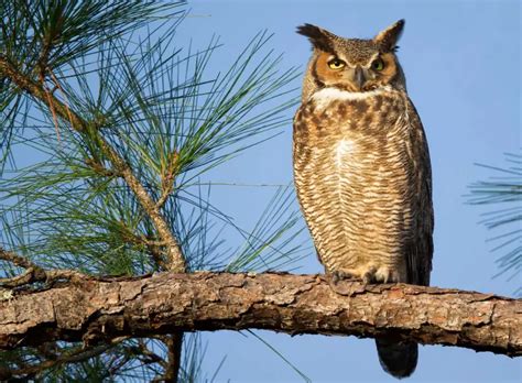 20 Popular Types Of Owls With Pictures And Identification