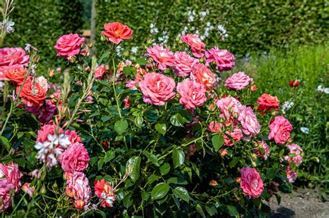 Rose Sommersonne - Rosa Sommersonne günstig kaufen