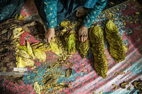 irna english tobacco cultivation and processing
