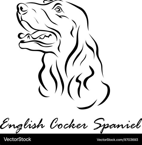 English Cocker Spaniel Royalty Free Vector Image