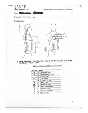 Lab Cell Membrane Structure Function BSC L Studocu