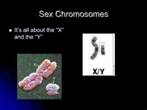 PPT Chapter 12 Chromosomes Human Inheritance PowerPoint Presentation ID 3557234