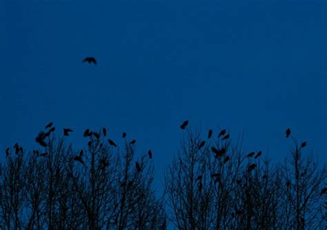 The Longest Bird Migration Ever Recorded Bird