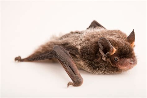 Silver Haired Bat Lasionycteris Noctivagans Joel Sartore Silver Haired Bat Lasionycteris Noctivagans Joel Sartore