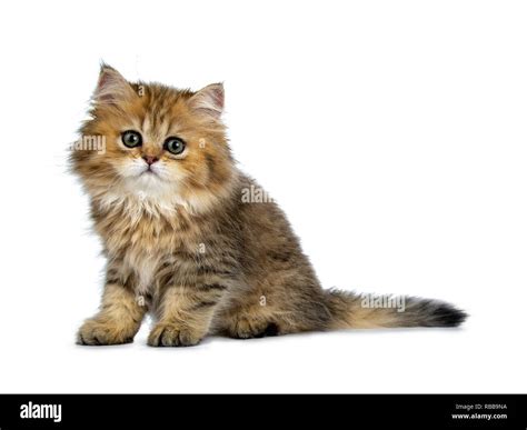 British Longhair Cat Kitten Weeks Black Golden Classic 41 Off
