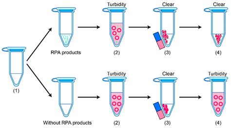 Advances In Virus Detection Techniques Based On Recombinant Polymerase