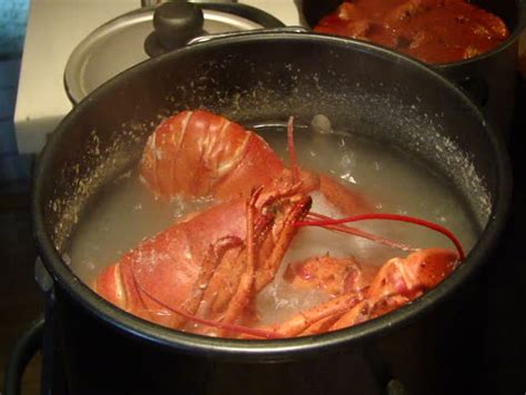 Cooking Lobsters - Lobsters In Pot Of Boiling Water, Southwest Harbor, Maine Stock Footage Video ...