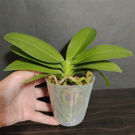 Yahoo!オークション - Phal. I-Hsin Venus (peloric - 2 eyes)ファレノ...