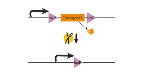 Cre Lox Breeding For Beginners Part 1 The Jackson Laboratory