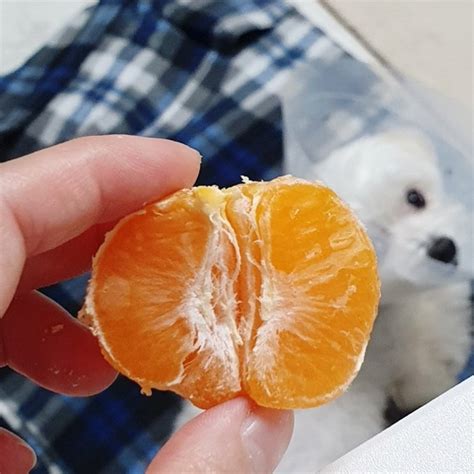 강아지 귤 먹어도 됩니다만 귤껍질 소화불량 신장질환 조심 네이버 블로그