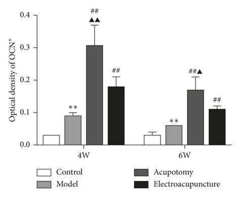 Acupotomy Intervention Enhanced The Expression Of OCN In KOA Download Scientific Diagram