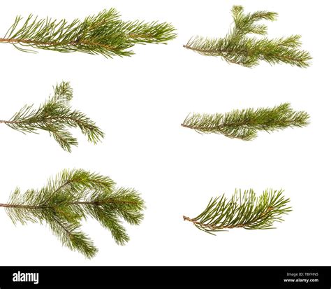 A Branch Of A Pine Tree Isolated On White Set Stock Photo Alamy