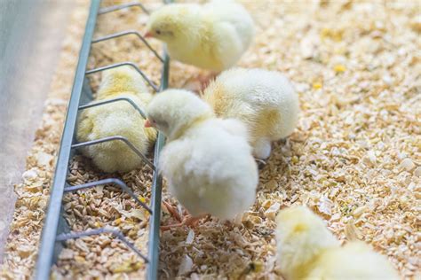 Welfare Smart Farming And Artificial Intelligence In Poultry Poultry World