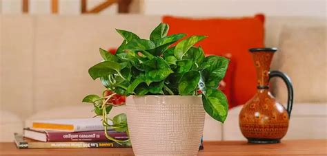 Global Green Pothos Propagation Care And Diseases