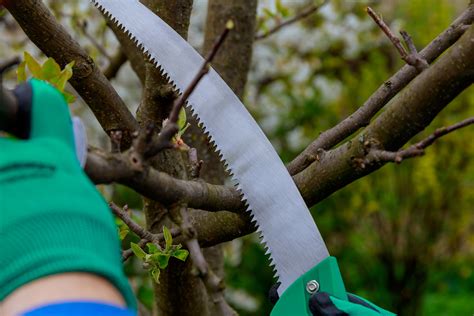 pruning saw buyer s guide harvest to table