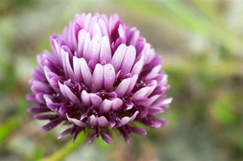 40 Common Types Of Clover Plants With Pictures And Names