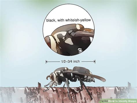 Ways To Identify Wasps WikiHow