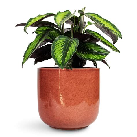 Nine Plant Pot Blush Pink Quality Plant Pots Hortology Hortology