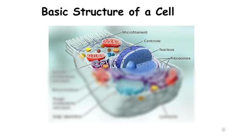 SOLUTION Cell Nursing Notes Basic Structure Of A Cell Cytoplasm Cytoplasmic Organelles Pages