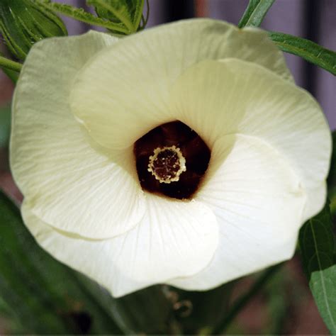 How To Grow Okra Vegetable Garden Blog