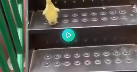 Duckies Just Wanna Have Fun Album On Imgur