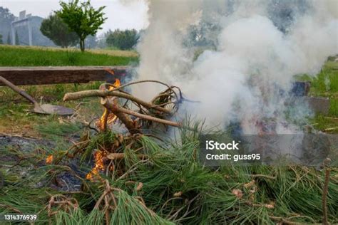 Pohon Pinus Rumput Dan Daun Api Api Dan Api Pinus Hijau Foto Stok