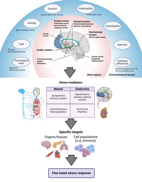 12 4 Interindividual Variability And Resilience In Response To Stress Social Sci Libretexts