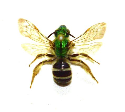Agapostemon Virescens Green Bugmania