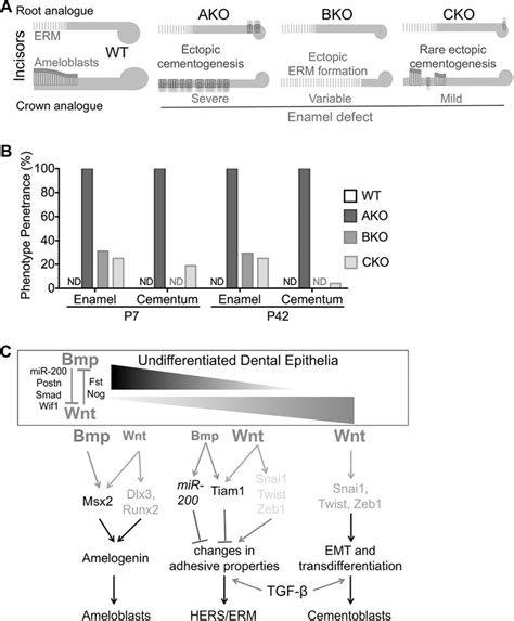 Schematic Summary And Hypothesis Of Roles Of Bmp And Wnt Signaling In Download Scientific