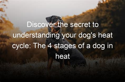 What To Expect Dog Heat Cycle At George Tarenorerer Blog