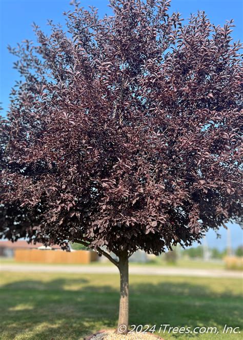Canada Red Chokecherry