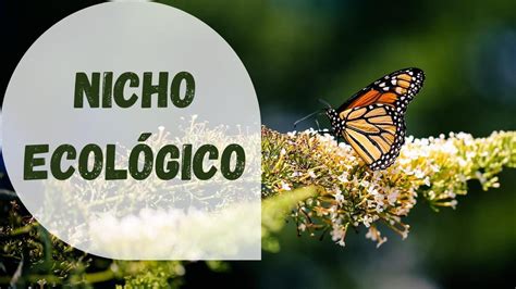 Exemplo De Ecologia De Nicho Ecologia No Enem O Que Mais Cai