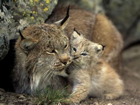 10 Interesting Lynx Facts My Interesting Facts