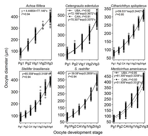 Relationship Between Oocyte Diameter And Oocyte Stages In Ovaries In Download Scientific