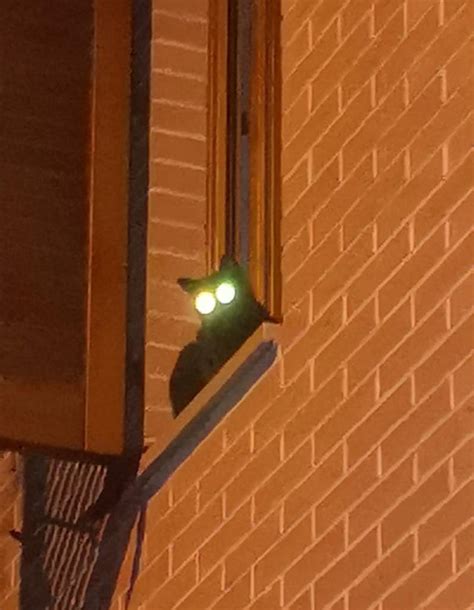 Overview For Orlandosex