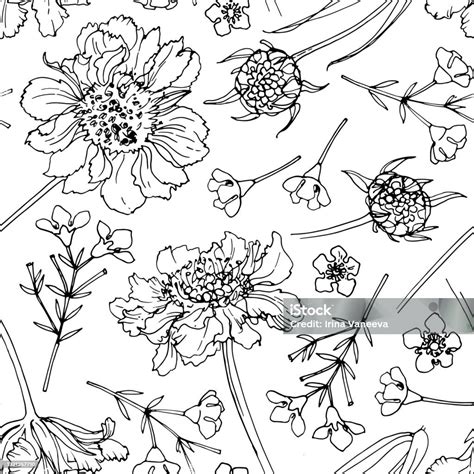 패턴 꽃 벡터 선 도면 흰색 배경에 검은 선에 의해 그려진 국화 가을에 대한 스톡 벡터 아트 및 기타 이미지 가을 검은색 국화 Istock