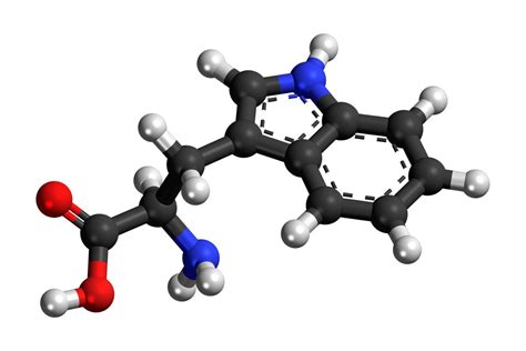 34 Facts About Tryptophan