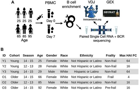 High Throughput Single Cell Profiling Of B Cell Responses Following Inactivated Influenza