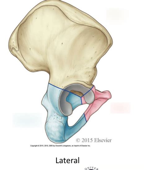 Diagram Of Pelvic Bones Lateral View Quizlet