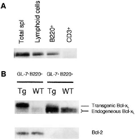 Figure 2 From Relaxed Negative Selection In Germinal Centers And