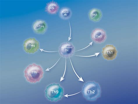 T Cells Immunophenotyping Of T Cells T Cell Monitoring