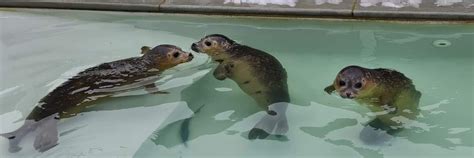 Transforming Tech At South Essex Wildlife Hospital How Neos It Increased Capacity And Improved