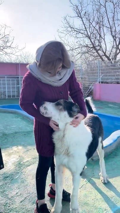 نژاد سگ آلابای اسم قشنگش آشیل دامپزشکی Shortvideo Shorts Youtube