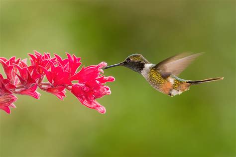 Unusual Hybrid Hummingbird Discovered In Peru World Birds