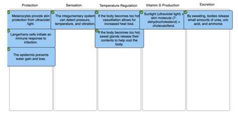 Integument Flashcards Quizlet