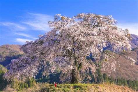 上発知 桜 Images Browse Stock Photos Vectors and Video Adobe Stock