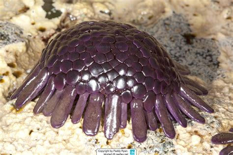 Colobocentrotus Podophora Atratus Helmet Urchin Shingle Urchin