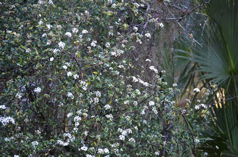 Native Shrubs Florida Native Plants Nursery Landscaping