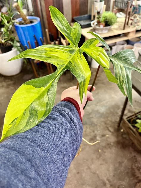 Philodendron Florida Beauty Upshining