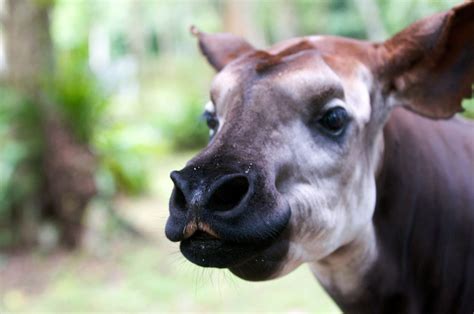 Okapi Conservation Gets A Boost With New Drc Reserve Management